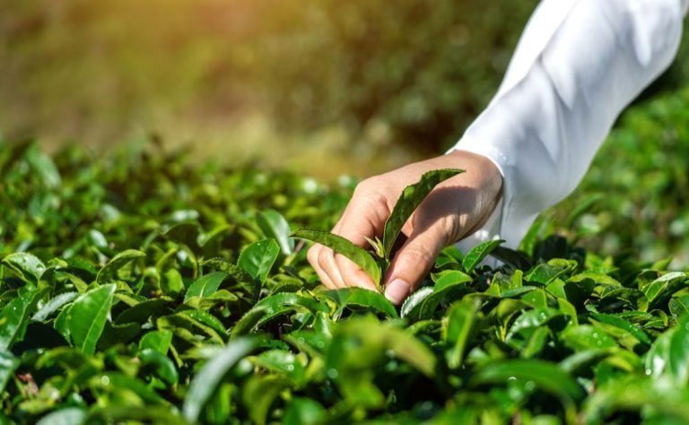 14 Best Tea Powder Brands In The UAE 2025 - Rezeem